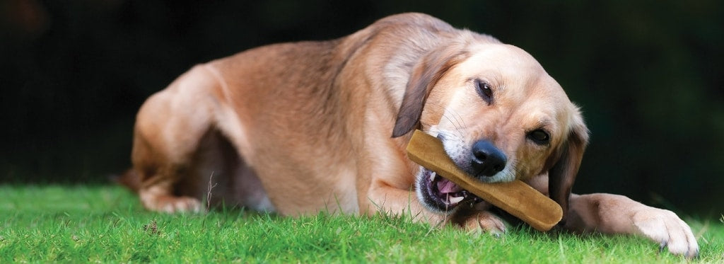 Super Dog Chew-Premium quality Himalayan Yak dog chews in Australia.