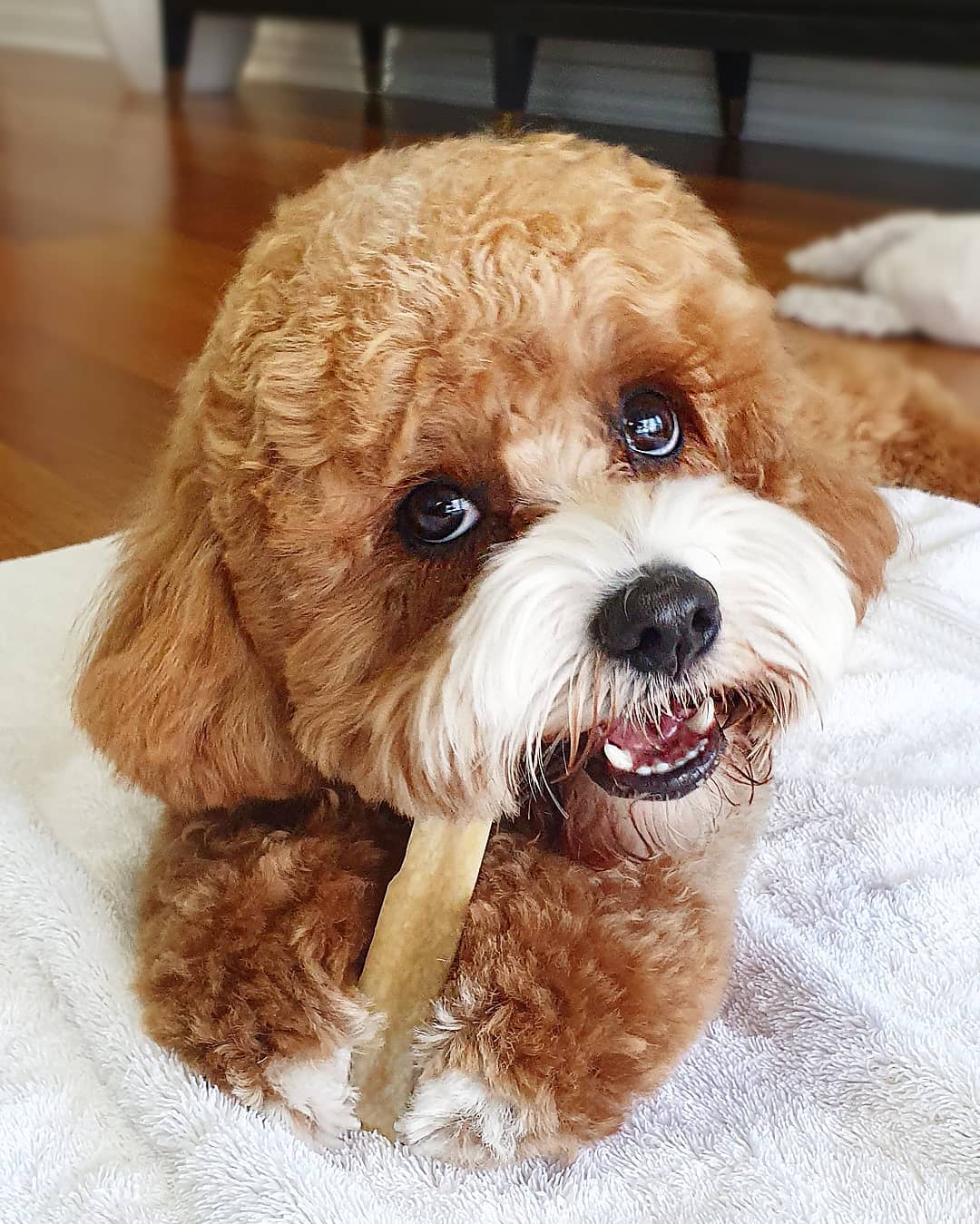 Himalayan Dog Chew-Small size (S) Dog Chew Bars - “For Most Dogs Under ...
