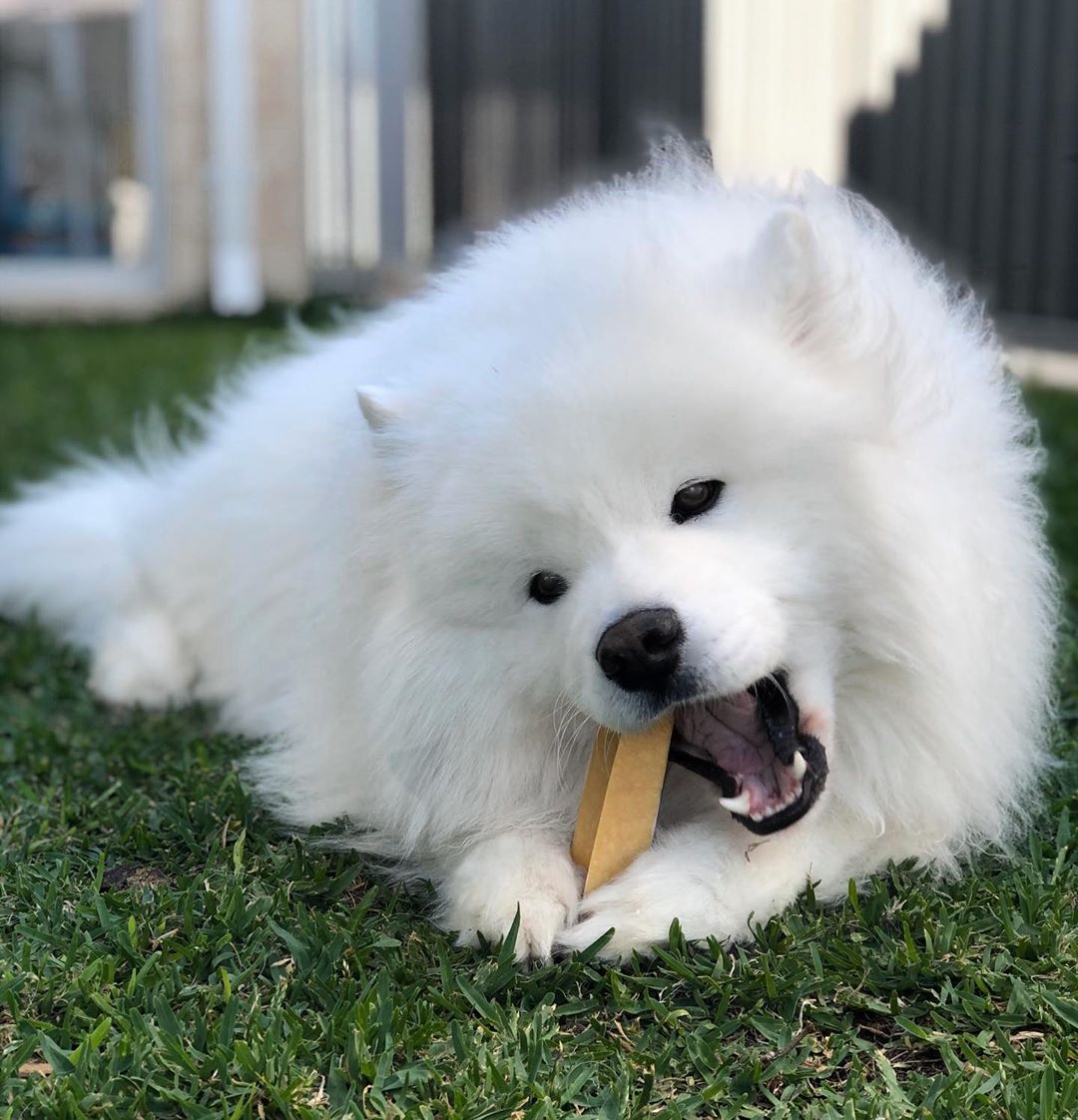 Himalayan Dog Chews-Large size (L) Dog Chew Bars - “For Most Dogs 15-25 ...