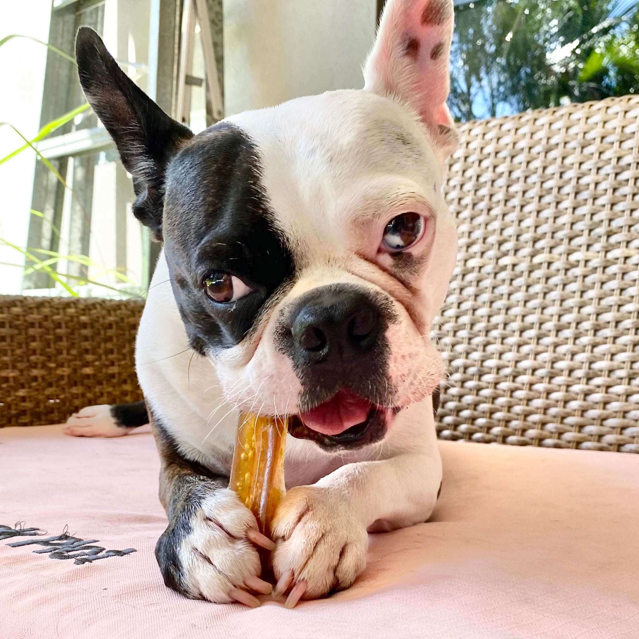 Bone Marrow Gelatin Chews – Super Dog Chew